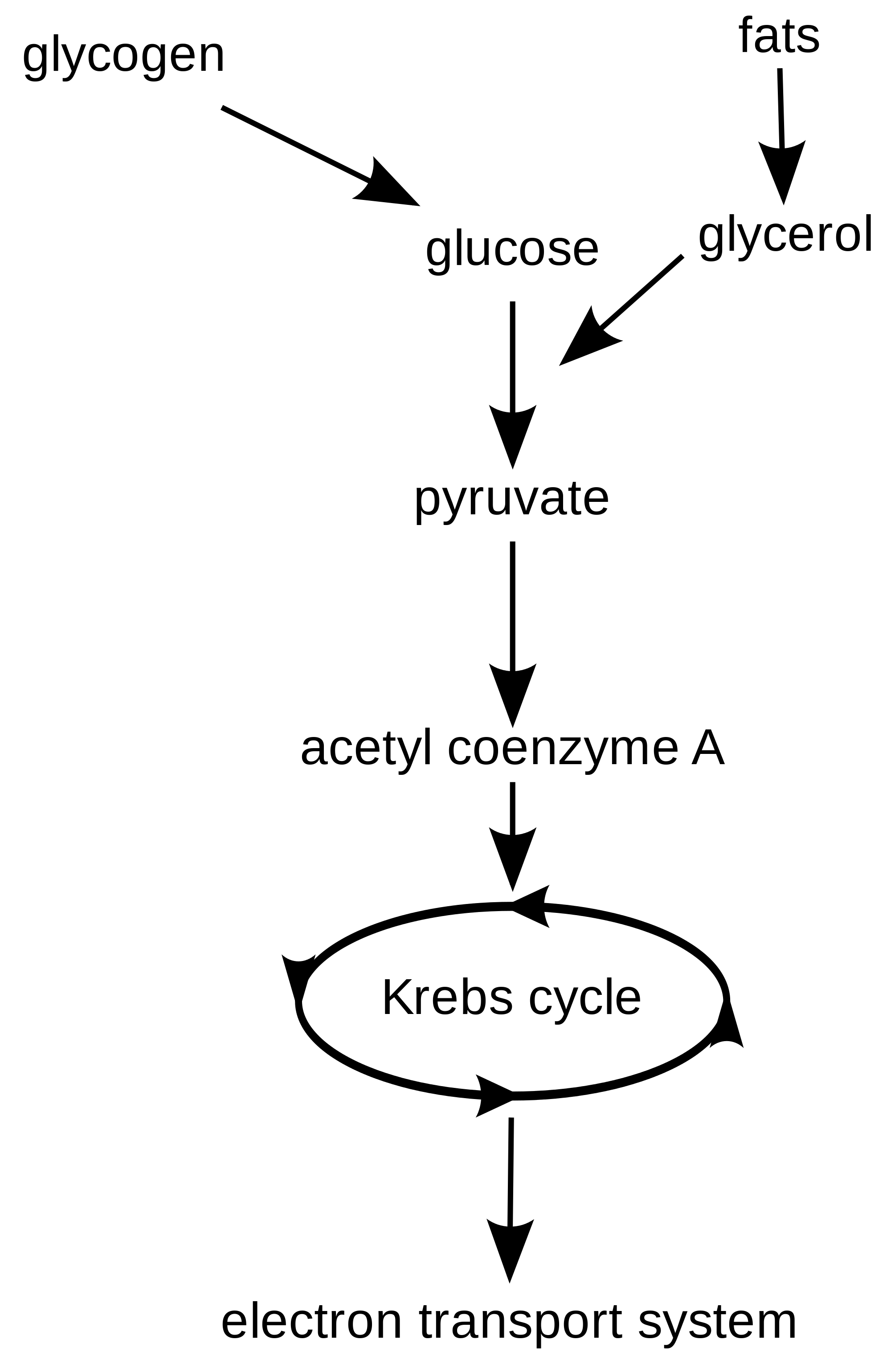 What Are Carbohydrates? — Structure & Function - Expii