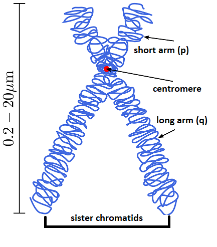 Chromosomes (Role in Inheritance) — Overview & Importance - Expii