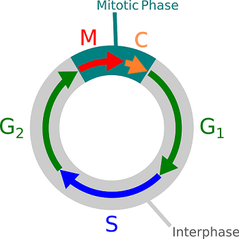 What Is the Cell Cycle? — Overview & Steps - Expii