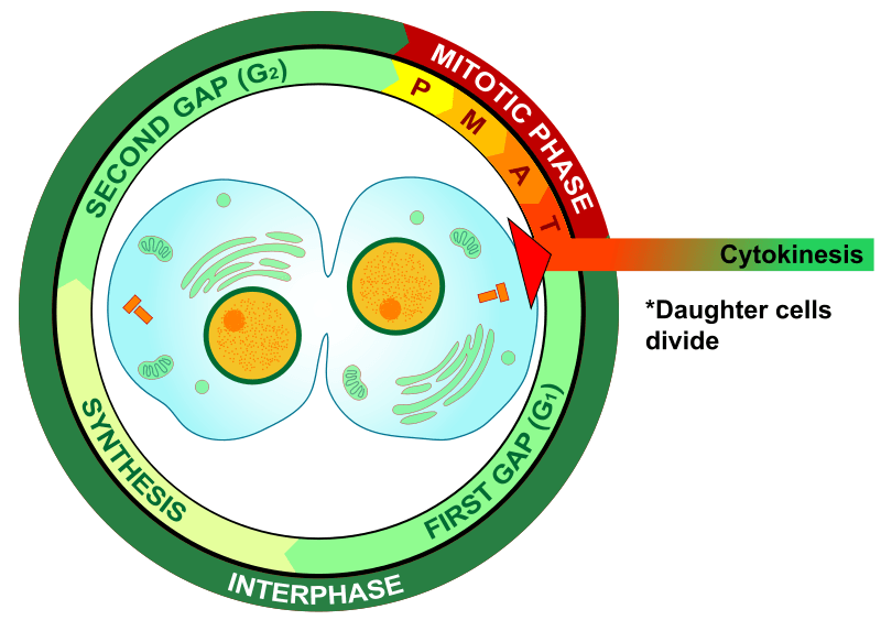 Cytokinesis Definition Overview Expii Cytokinesis Definition Overview Expii