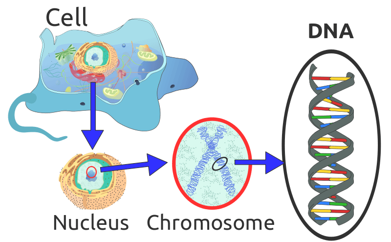 Chromosomes (Role in Inheritance) — Overview & Importance - Expii