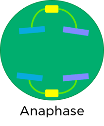 What Is Mitosis? — Definition & Overview - Expii