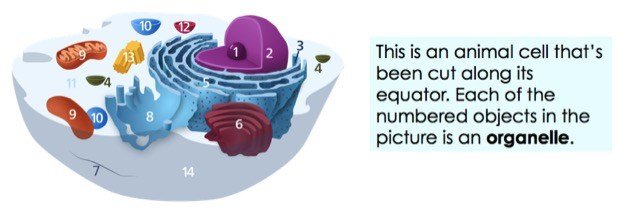 Eukaryotic Cell Definition Examples Expii