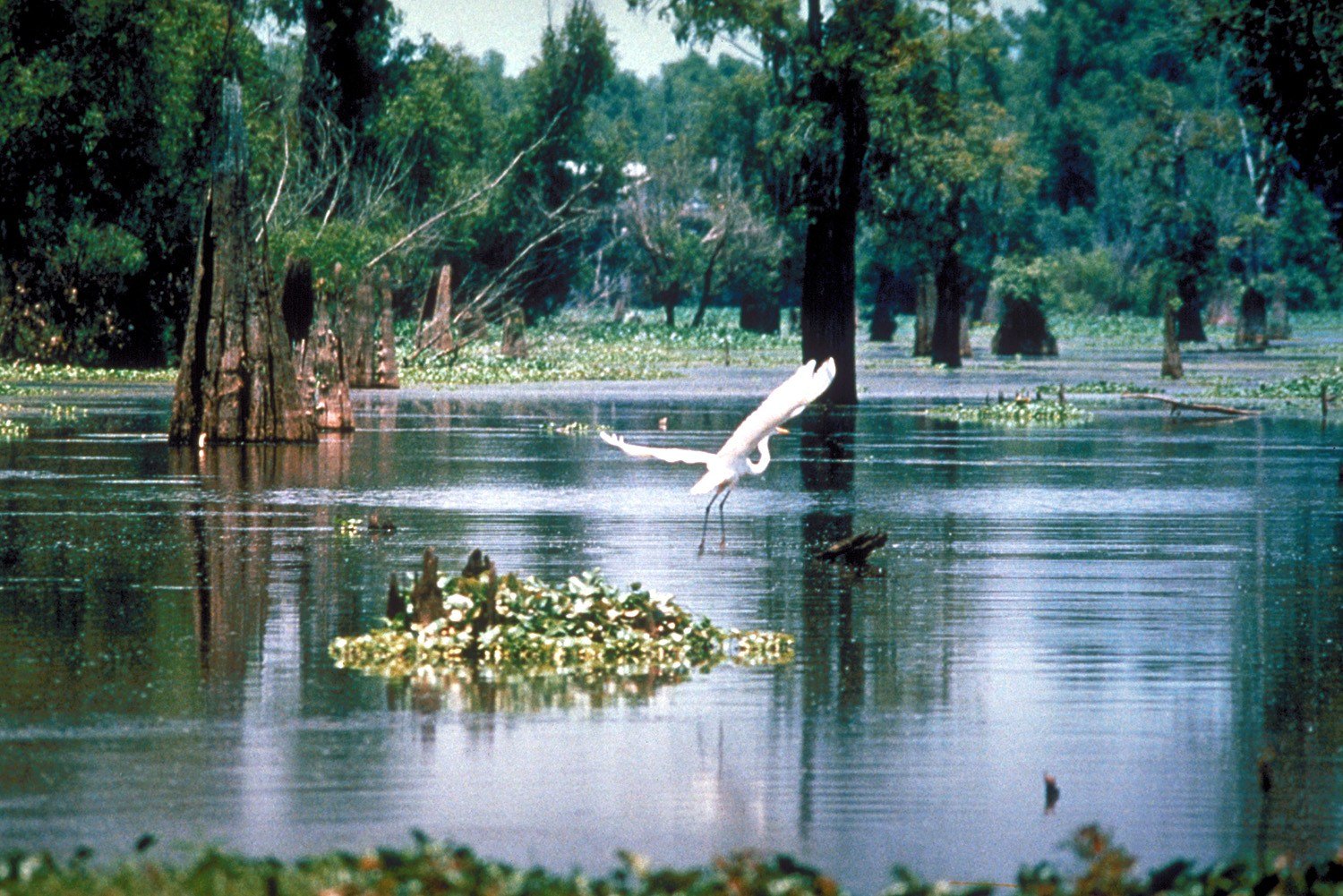 Biotic Components of Ecosystems — Definition & Examples - Expii