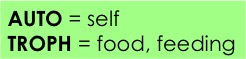 Autotroph — Definition & Examples - Expii