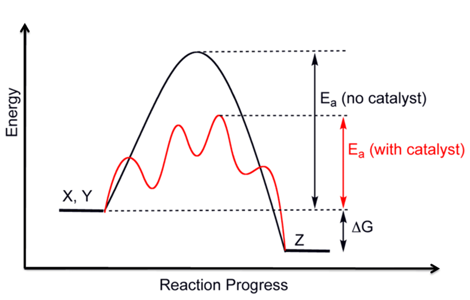 Catalysts (Enzymes) — Overview & Examples - Expii
