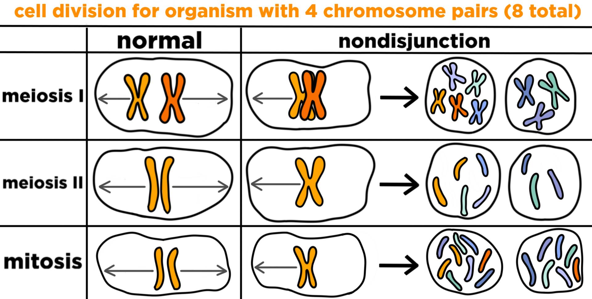 Nondisjunction Definition Overview Expii Nondisjunction Definition Overview Expii
