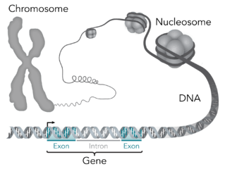 Gene — Definition & Role in Inheritance - Expii