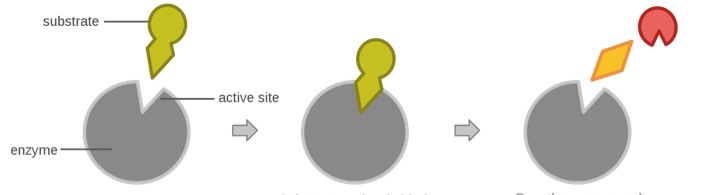 Deactivation of Enzymes — Overview & Examples - Expii