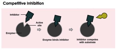 Enzymes In Biochemical Reactions — Role & Importance - Expii