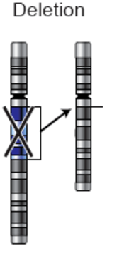 Deletion (Chromosome Mutation) — Definition & Examples - Expii