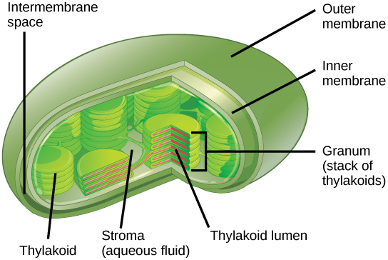 Processing Energy With Chloroplasts (Plants) — Overview - Expii