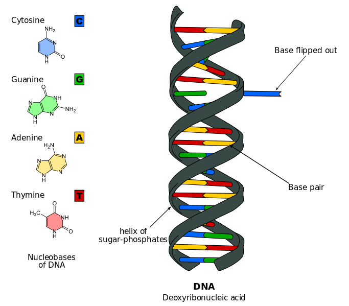 DNA (Role in Inheritance) — Overview & Importance - Expii