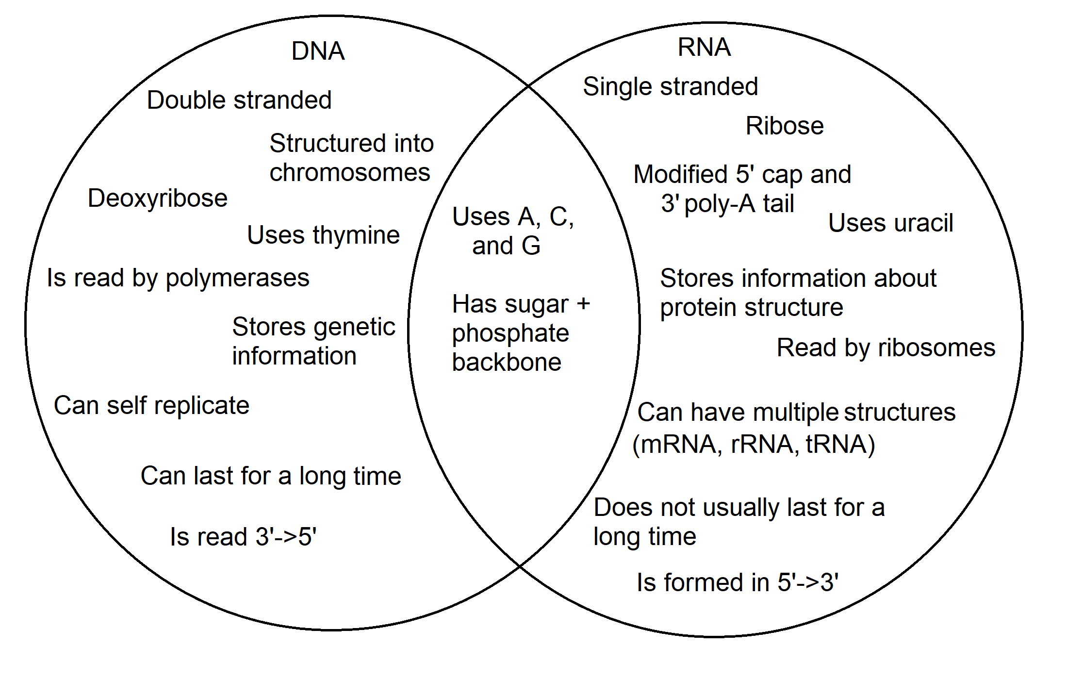 Dna Vs Rna Worksheet