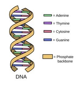 Nucleic Acids — Overview & Importance in Biology - Expii