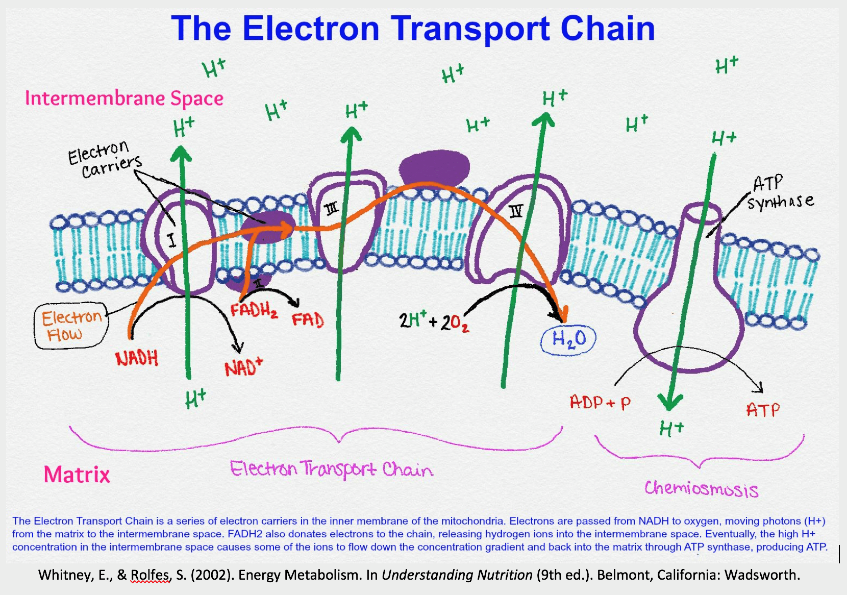 Electron Transport Chain Diagram Electron Transport Chain 