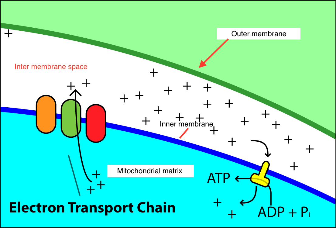 Processing Energy With Mitochondria (Animals) — Overview - Expii