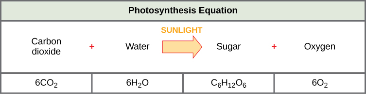 What Is Photosynthesis? — Equation & Cycle - Expii