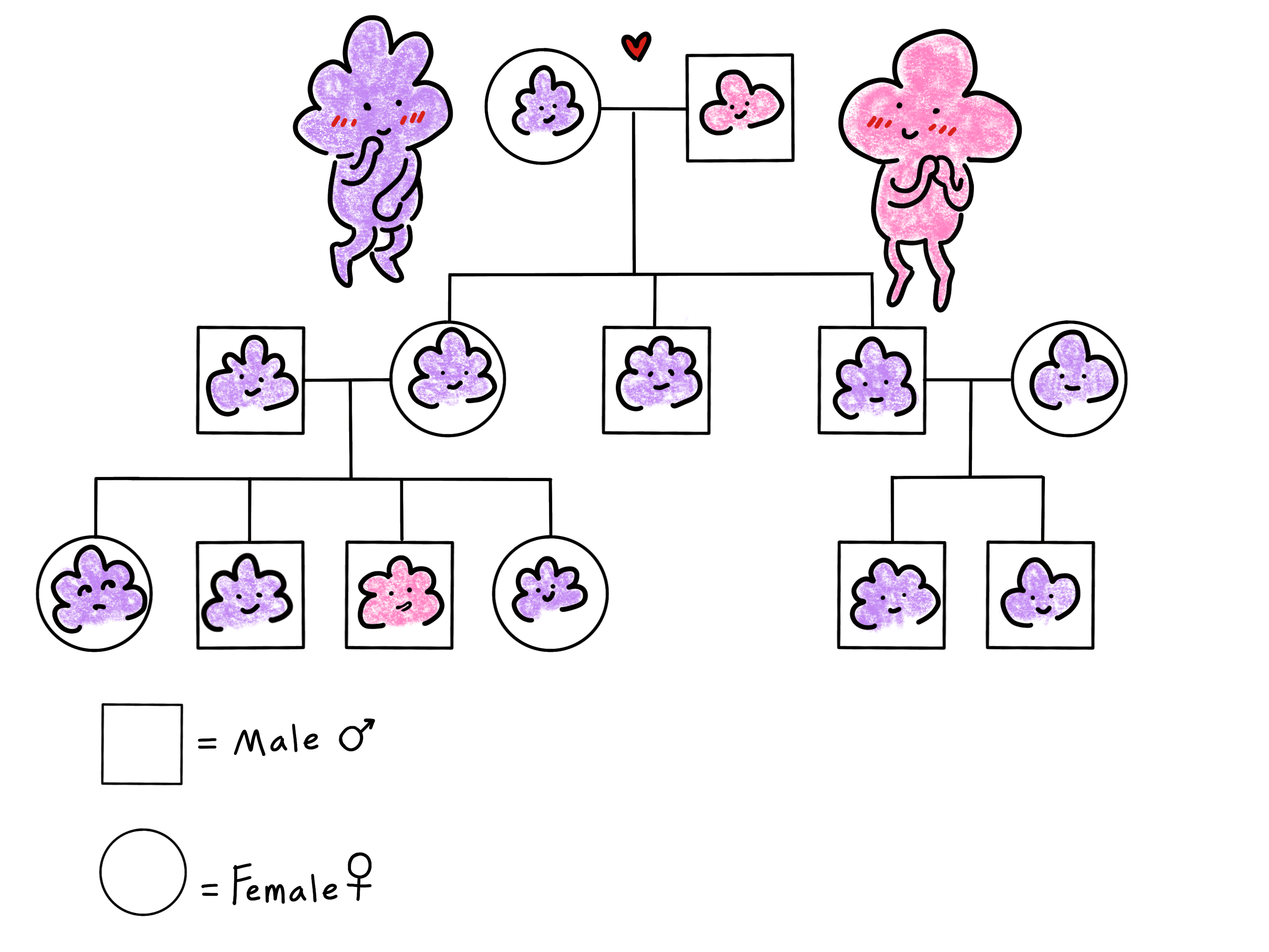 Pedigree Definition Charts Expii