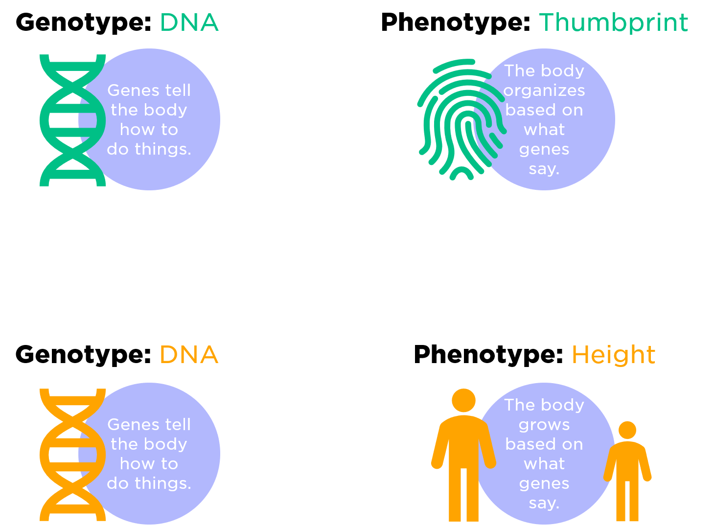 Phenotype Definition Overview Expii Phenotype Definition Overview Expii