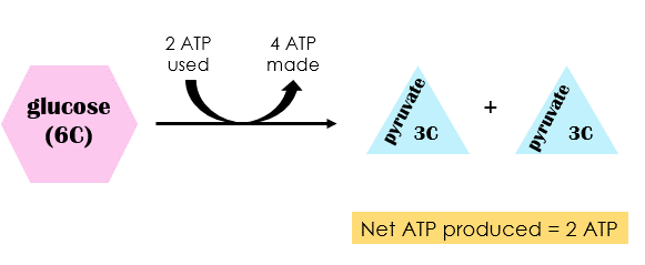 Fermentation — Definition & Role in Cellular Respiration - Expii