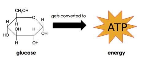 What Is Cellular Respiration? — Aerobic & Anaerobic - Expii