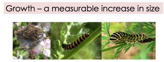 Grow and Develop — Characteristics of Life - Expii