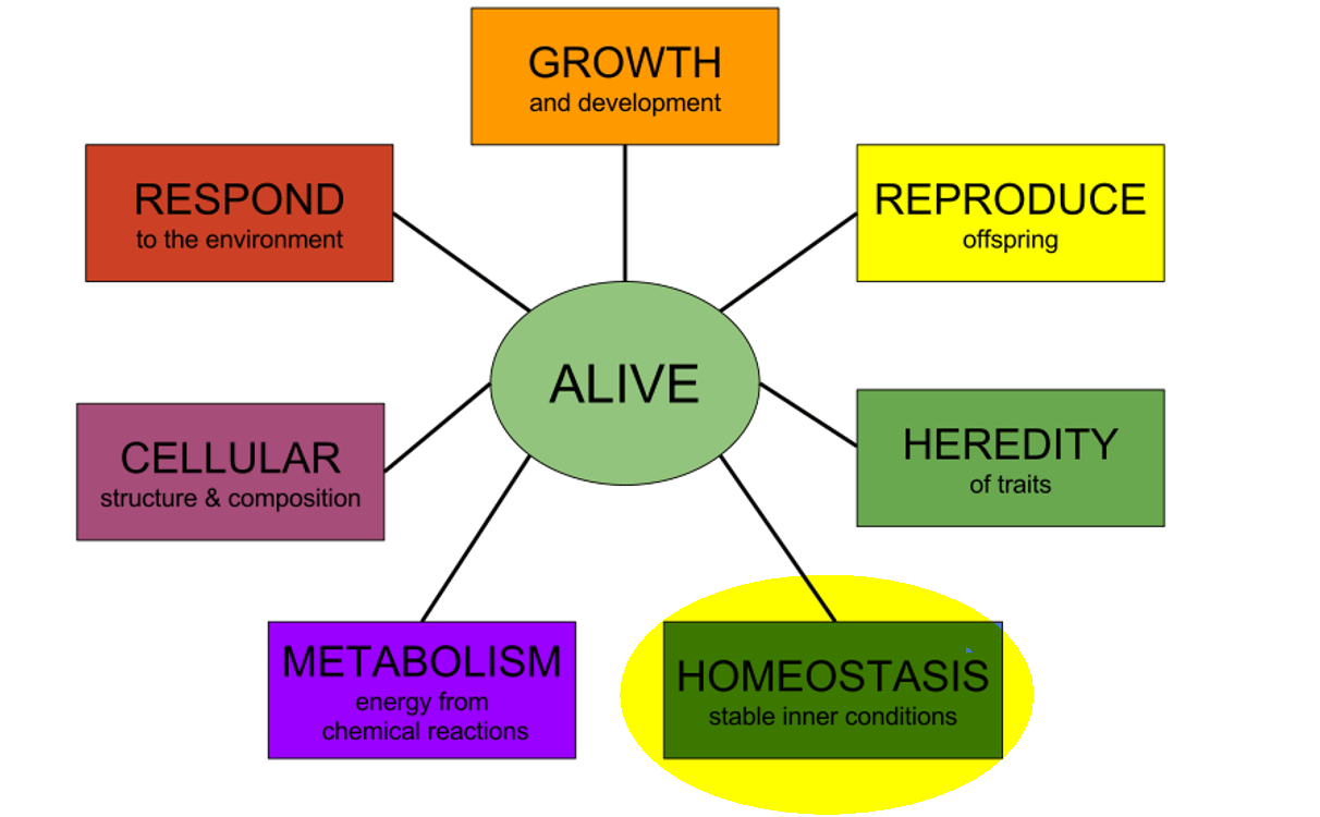 Maintain Internal Environment Characteristics Of Life Expii Maintain Internal Environment Characteristics Of Life Expii