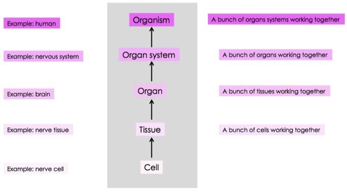 Levels of Organization Within Organisms: Multicellular Life - Expii