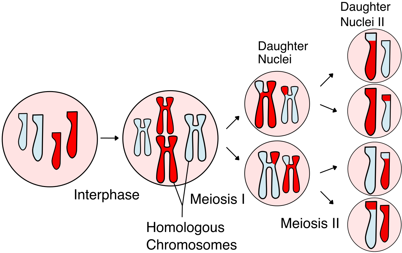 Transmission (DNA Replication) — Definition & Overview - Expii