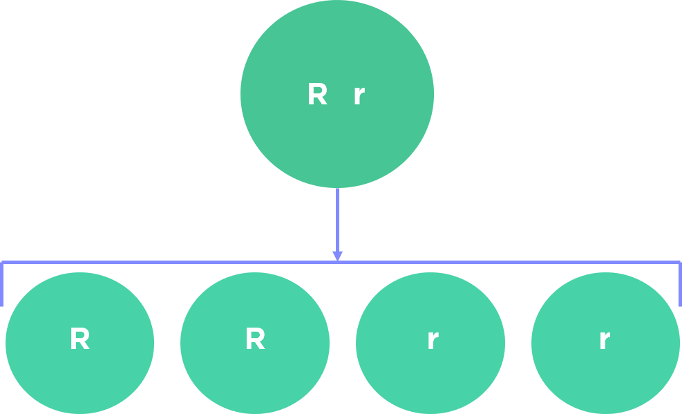 Mendelian Genetics — Principles of Inheritance & 3 Laws - Expii