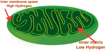 Electron Transport Chain — Summary & Diagrams - Expii