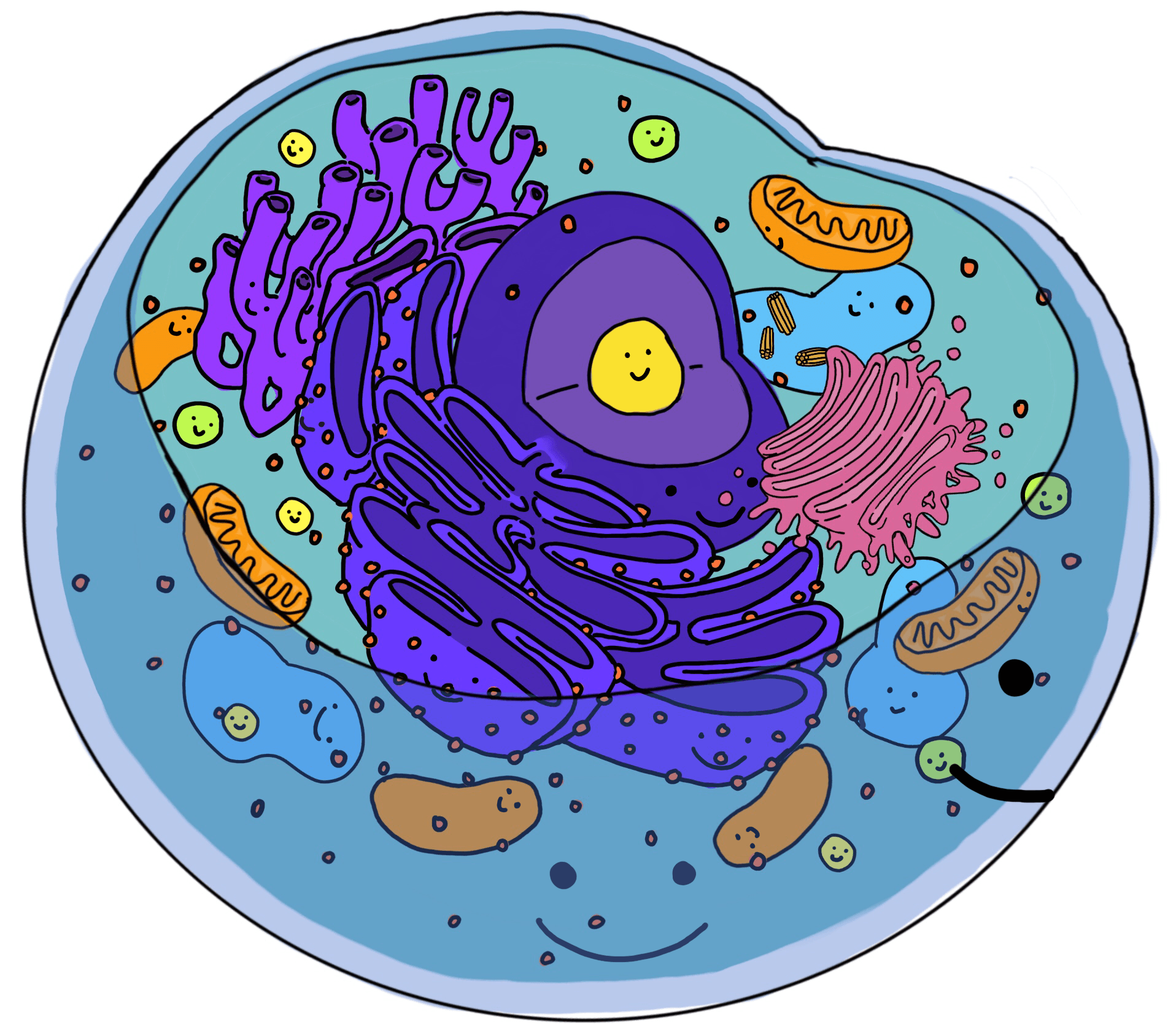 What Are Organelles Definition Overview Expii