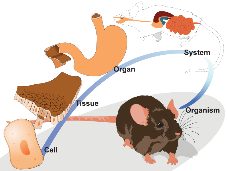Multicellular Life Definition Overview Expii Multicellular Life Definition Overview Expii