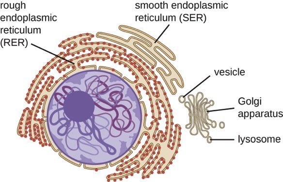 Cell Transport — Role of Golgi Apparatus & ER - Expii