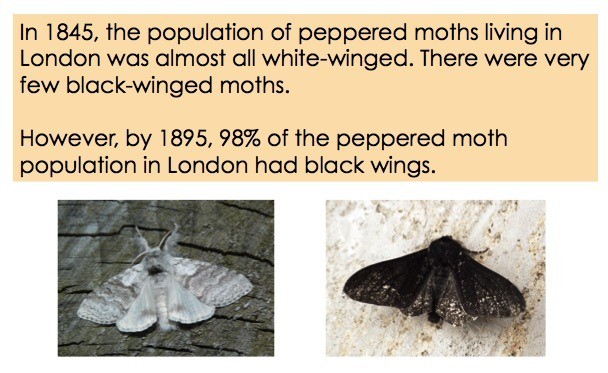 Change over Time (Evolve) — Characteristics of Life - Expii