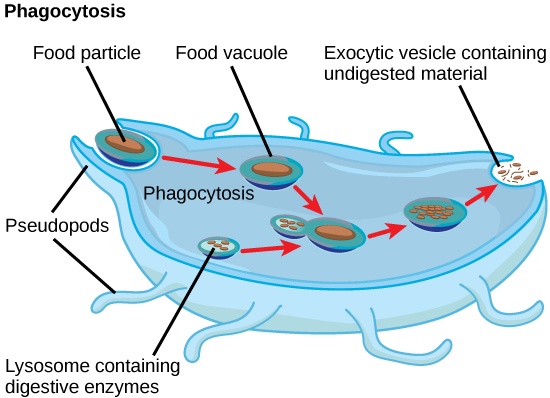 Lysosome — Structure & Function - Expii