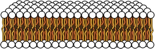 Cell Membrane — Structure & Function - Expii