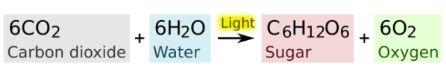 What Is Photosynthesis? — Equation & Cycle - Expii