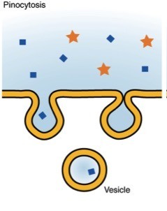 Endocytosis — Definition & Types - Expii