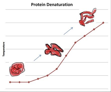 Enzymes In Biochemical Reactions — Role & Importance - Expii