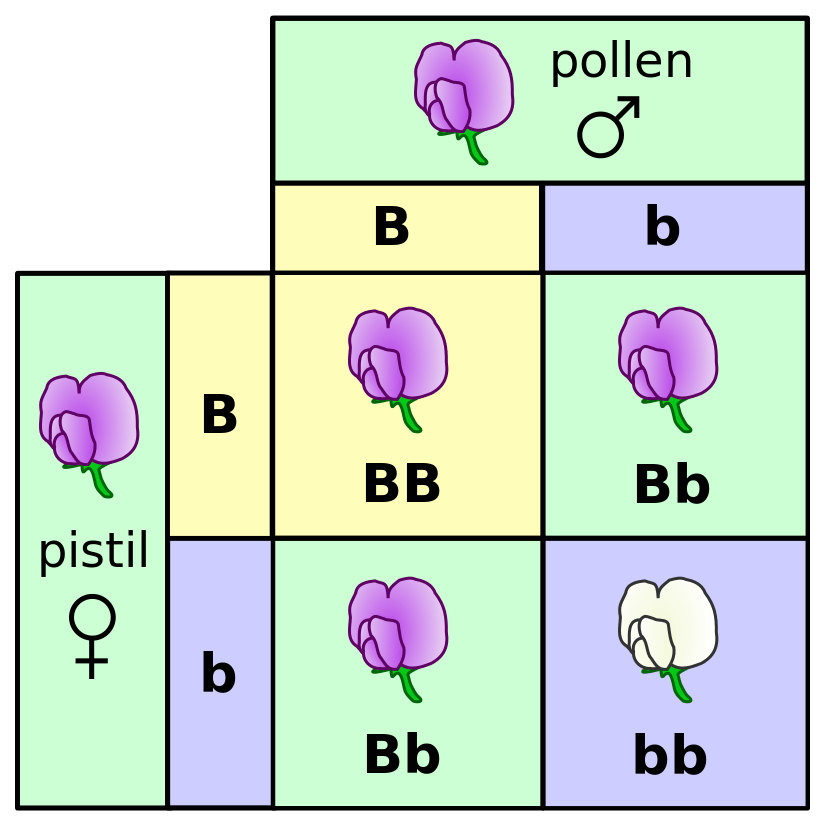 Recessive (Genetics) — Alleles, Genes & Traits - Expii