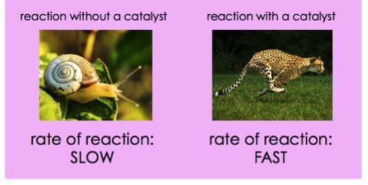 Rate of Reaction (Enzymes) — Role & Importance - Expii