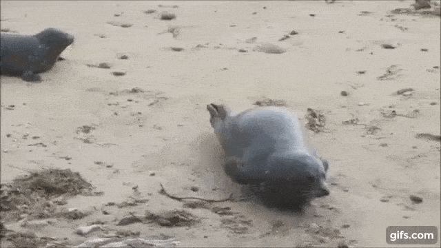 Jean-Baptiste Lamarck — Early Ideas of Evolution - Expii