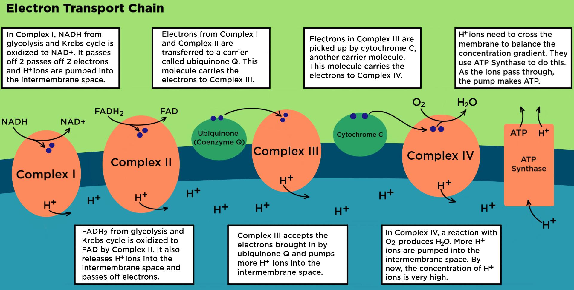 Electron Transport Chain Summary Diagrams Expii Electron Transport Chain Summary Diagrams Expii