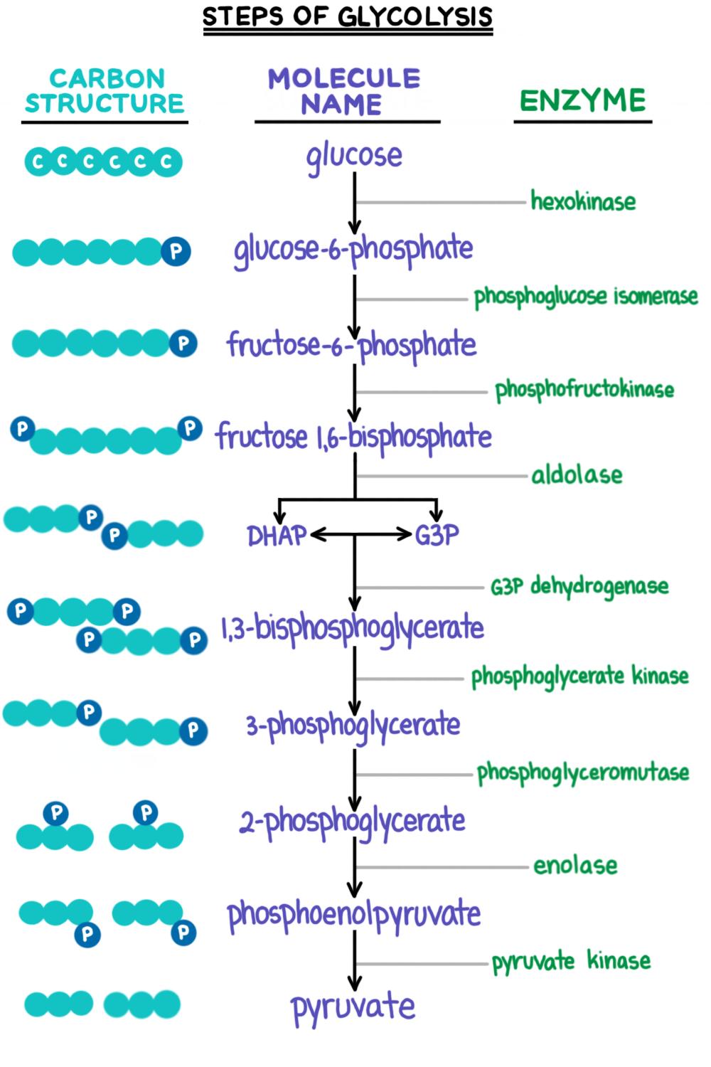 Glycolysis Cellular Respiration Summary Steps Expii Glycolysis Cellular Respiration Summary Steps Expii
