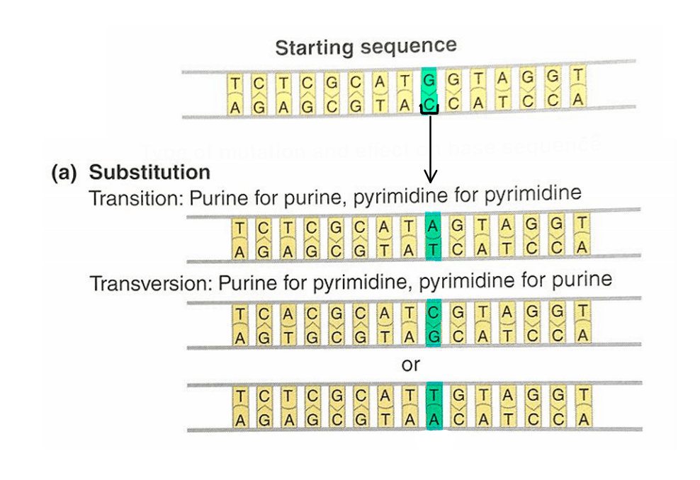 Substitution DNA Mutation Definition Examples Expii