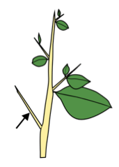 Stem and Leaf Plots - Expii